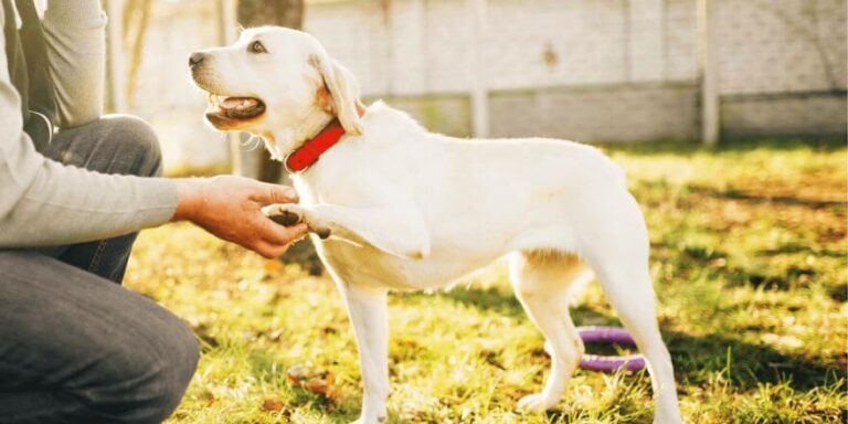 Hund bellt ständig: Ursachen und warum Hunde bellen