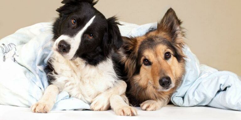 Hund bellt wenn er alleine ist: Tipps gegen Bellen 2025