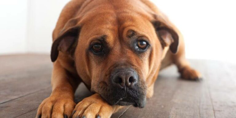 Hund fiept ständig: Ursachen und Lösungen für Hunde 2025