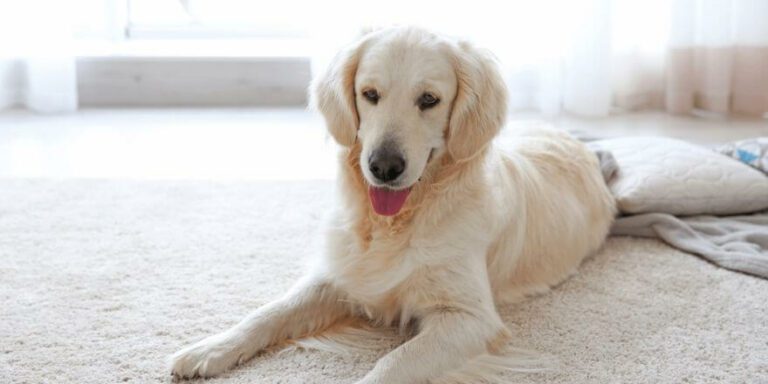 Hund Platz beibringen - Tipps für erfolgreiches Training 2026