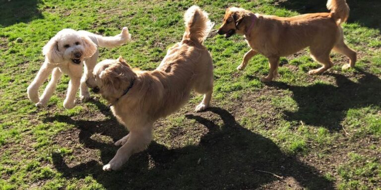 Wann werden Hunde ruhiger? Hunde-Welpen-Tipps.de